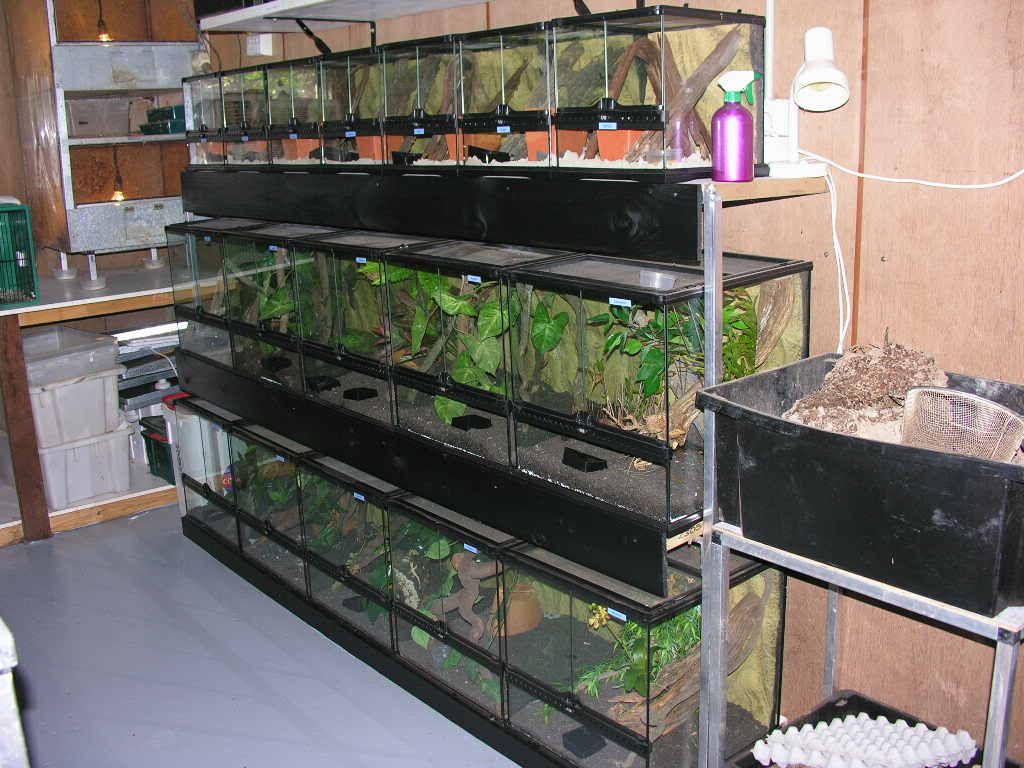Lets See your gecko enclosures | Aussie Pythons & Snakes Forum