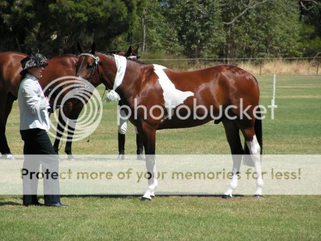 Pinto/Roan/Dilute Standardbreds? | Page 2 | Stockyard Horse Forums