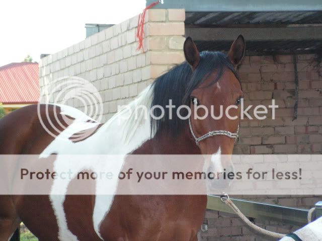 Pinto/Roan/Dilute Standardbreds? | Page 2 | Stockyard Horse Forums