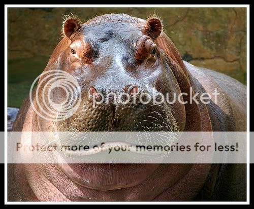 To Catch a Hippo – Gentlewood Cottage