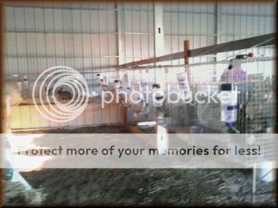 Setting up a rabbitry | Homesteading Forum