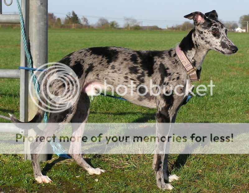 MERLIN - young, handsome, blue merle lurcher lad - RESERVED - Lurcher Link