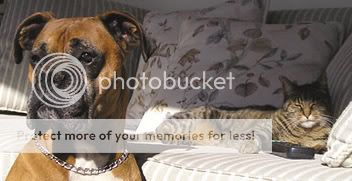hives for almost a month | Boxer Breed Dog Forums
