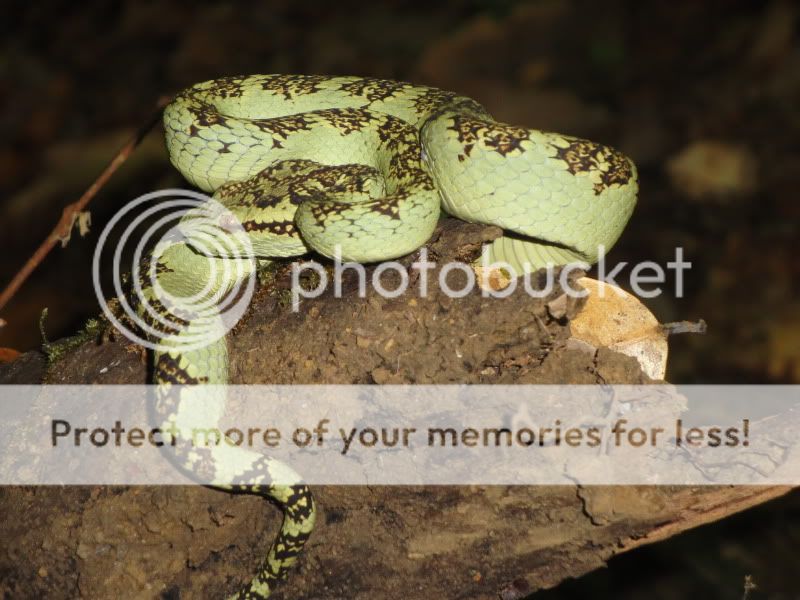 It's not the camera..... - Field Herp Forum