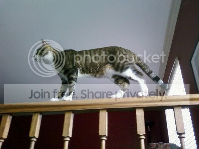 My Cat :D | XDA Forums