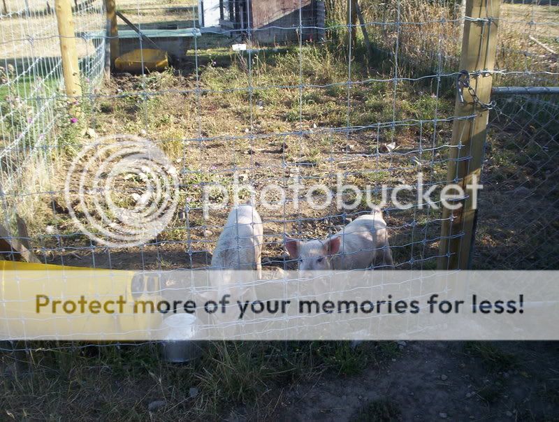 Pig wrestling for begginners pics. - lifestyleblock discussion forums ...