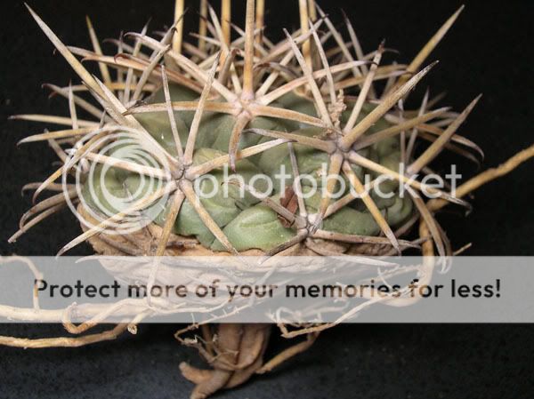 Once again, Wild Collected Cacti from Mexico - CactiGuide.com