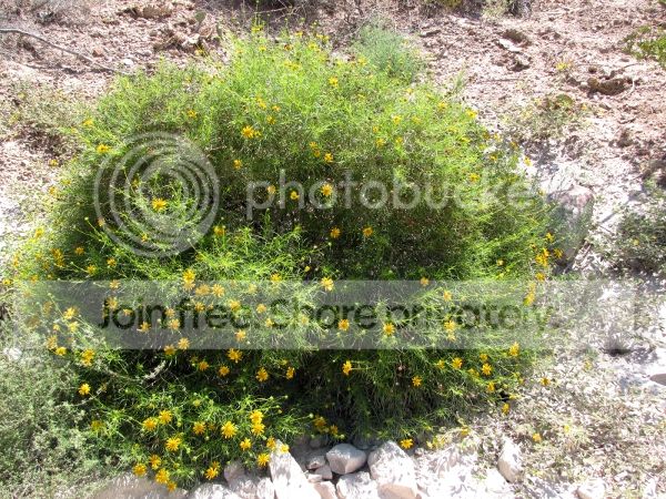 Native Flora in El Paso - CactiGuide.com