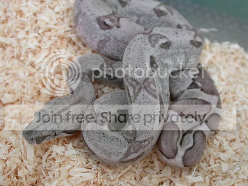 possible super ghost boas | Reptile Forums