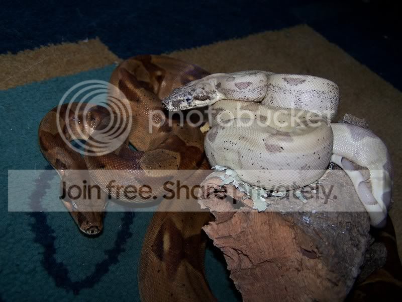 super/possible super ghost boas | Reptile Forums