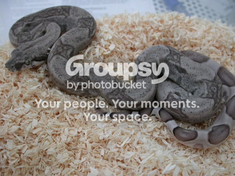 possible super ghost boas | Reptile Forums