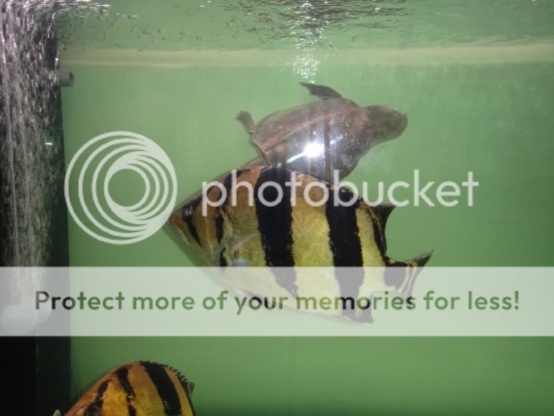 17 inch Siamese Tiger (Datnoid) Singapore Shipping | MonsterFishKeepers.com