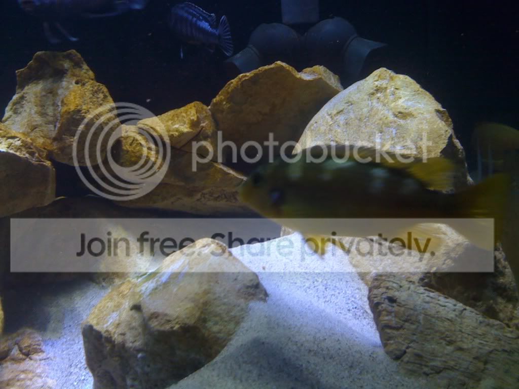 The Before and after fish picture thread | MonsterFishKeepers.com